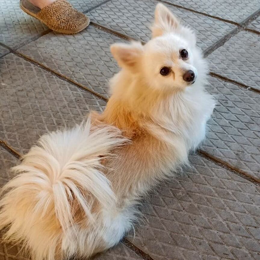 Шпиц девочка 3года