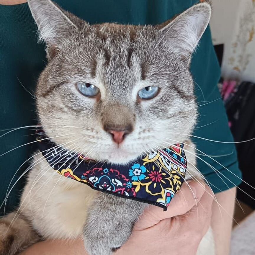 Тайский, взрослый кот