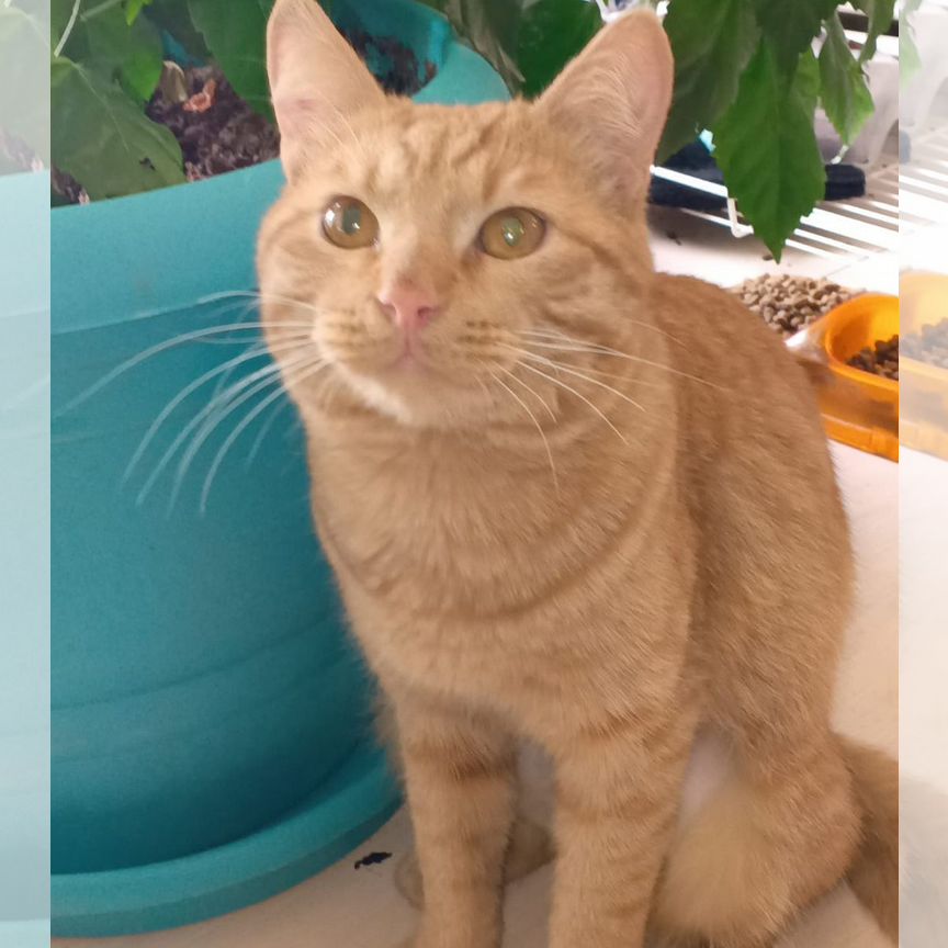 Кот рыжик