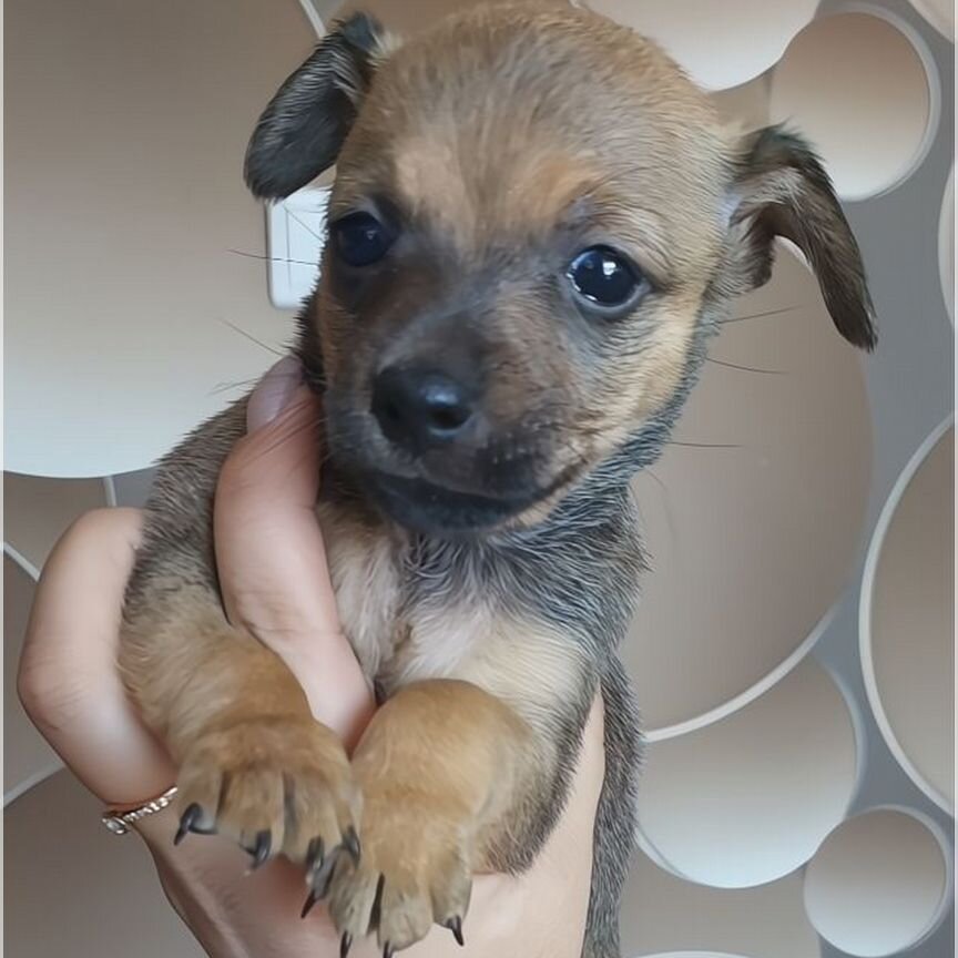 Русский той-терьер, щенок