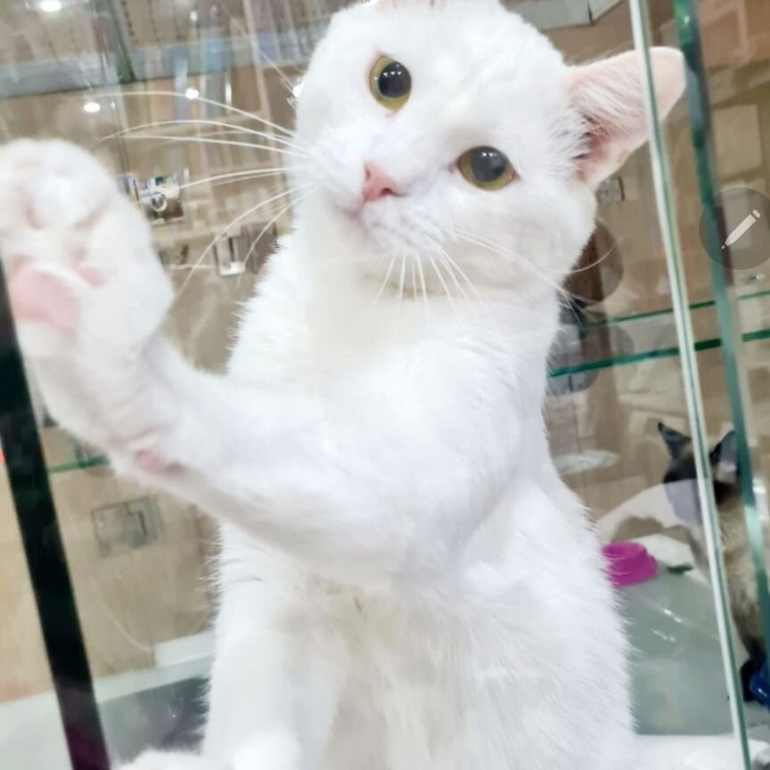 Кошка турецкая ангора