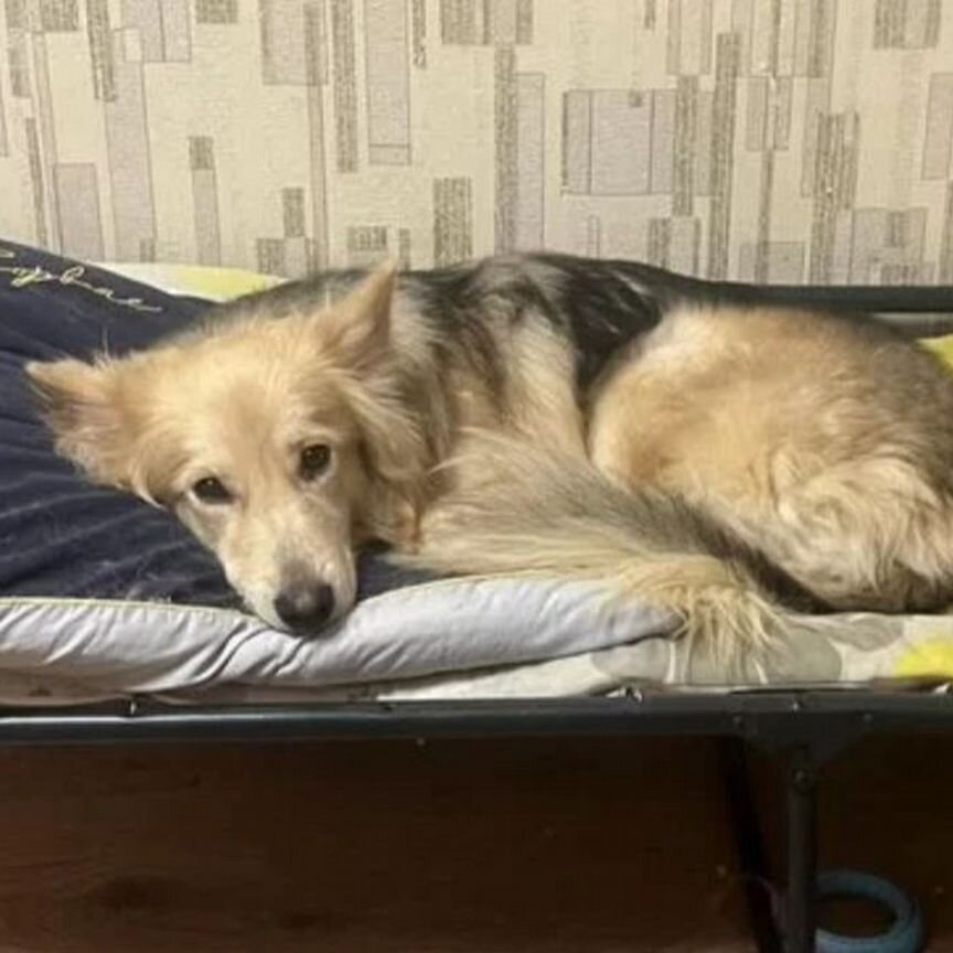 Взрослый пёс в добрые руки