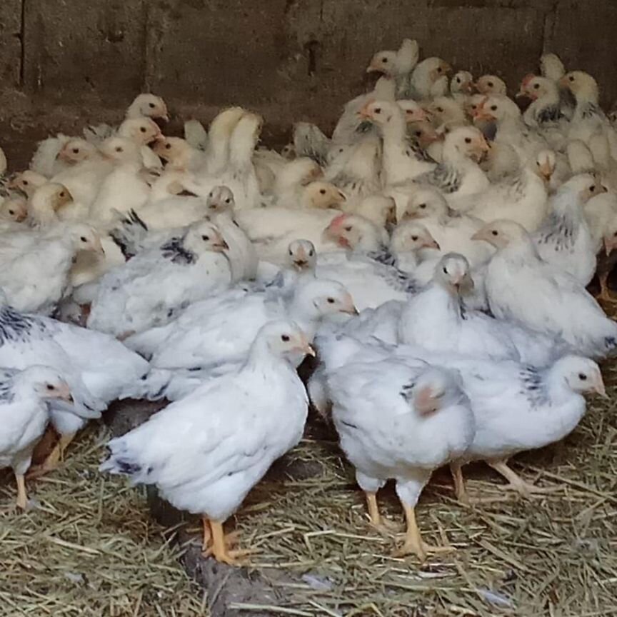Цыплята подрощенные
