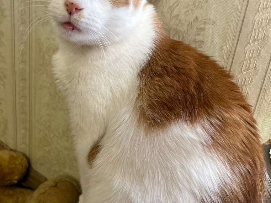 Рыжий кот,умный рыжий кот из приюта