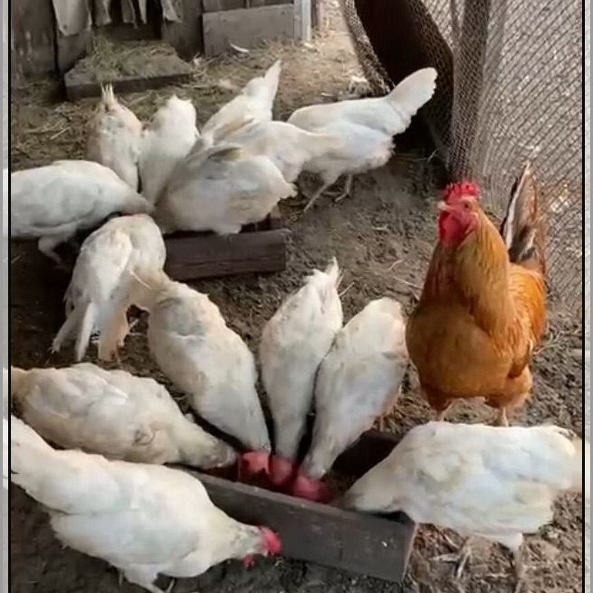 Куры несушки