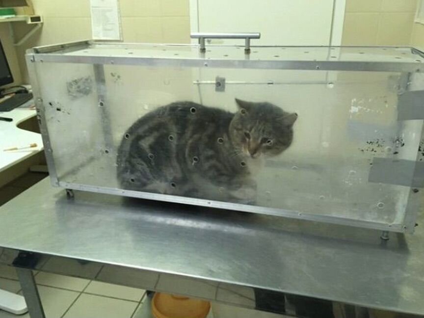 Помочь бездомным кошкам