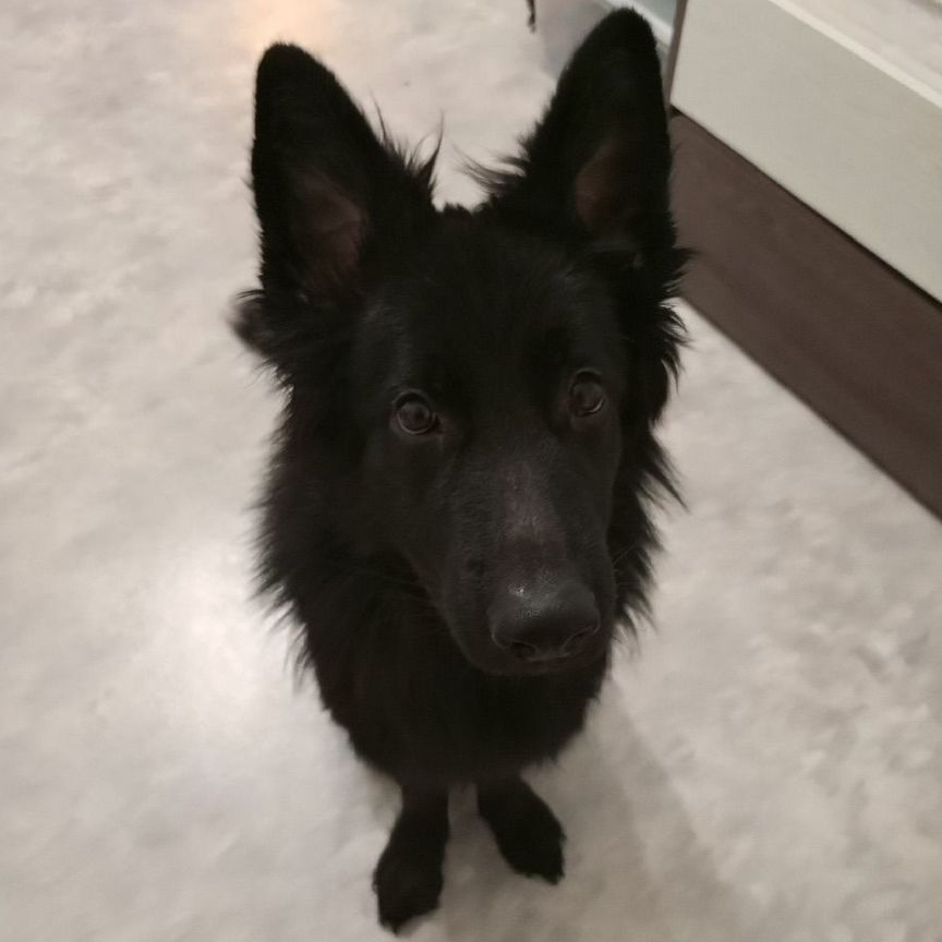 Немецкая овчарка, взрослая собака