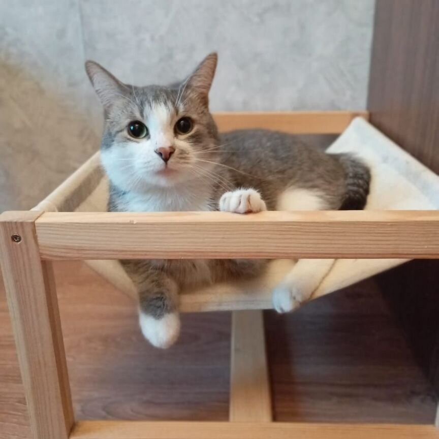 Кот Амур предлагает ля-муррр