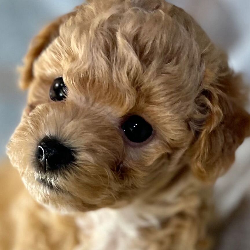 Щенки пушона бишпу