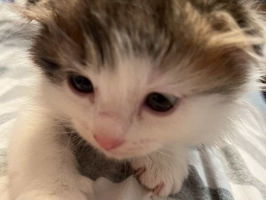 Вислоухие котята