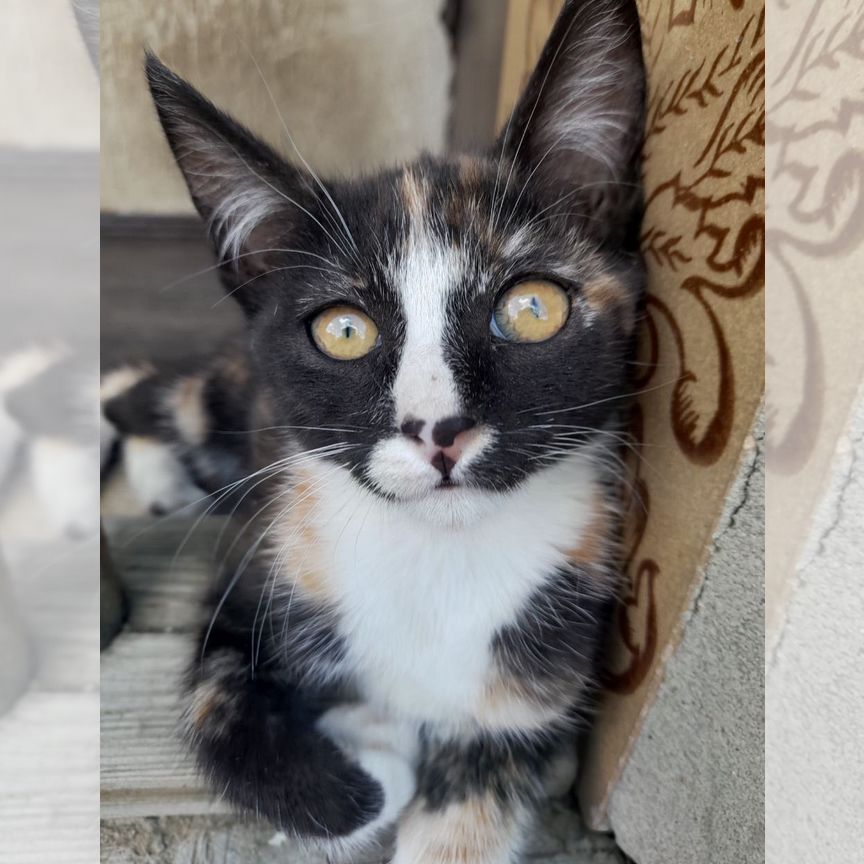 Европейская короткошерстная кошечка