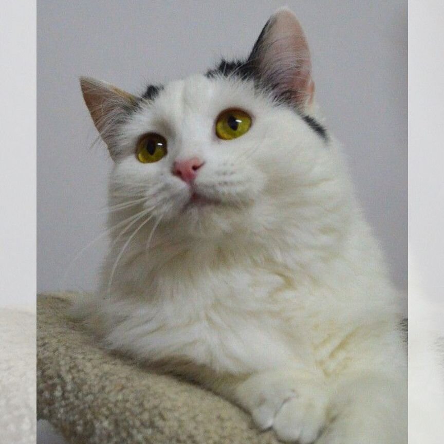 Кошка красивая