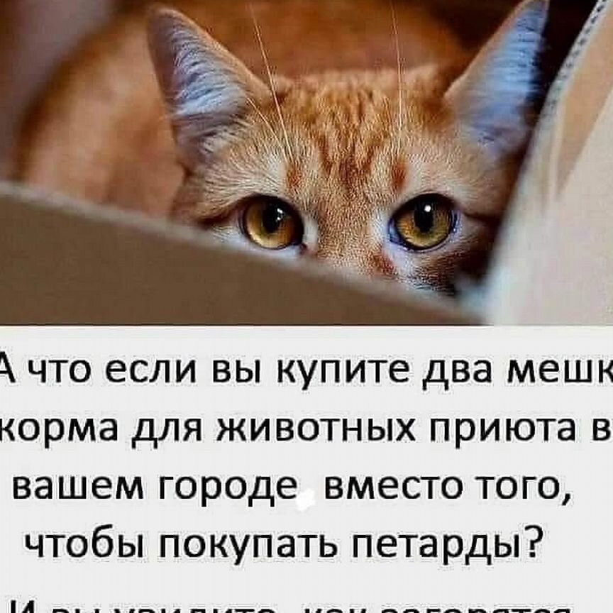 Взрослый кот от частного владельца