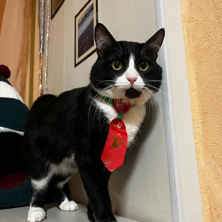 Хороший мальчик в добрые руки