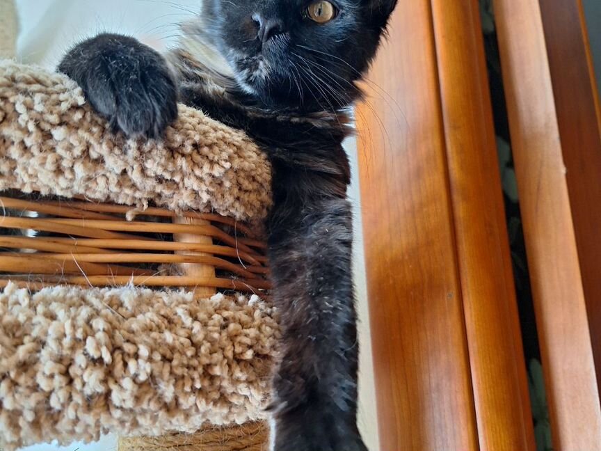 Котята мейн-кун из питомника