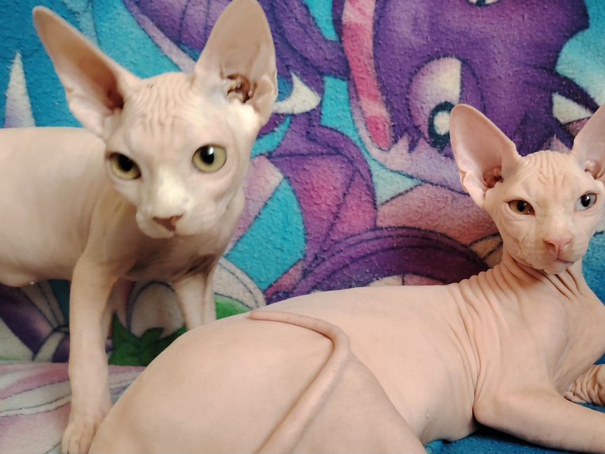 Канадский сфинкс