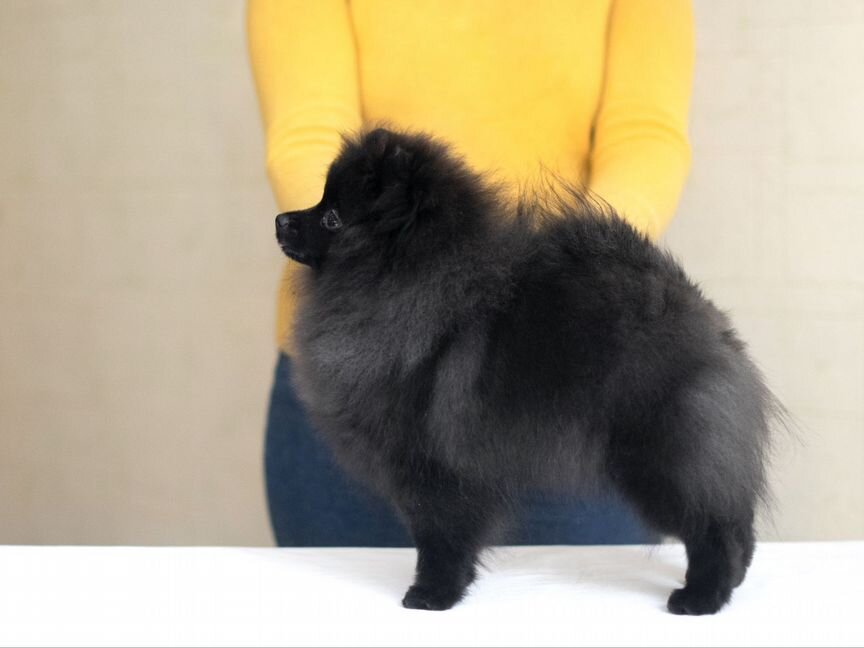 Немецкий шпиц