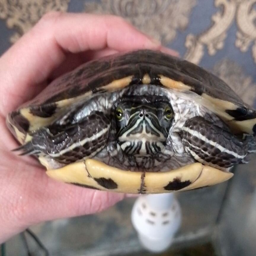 Черепаха водная