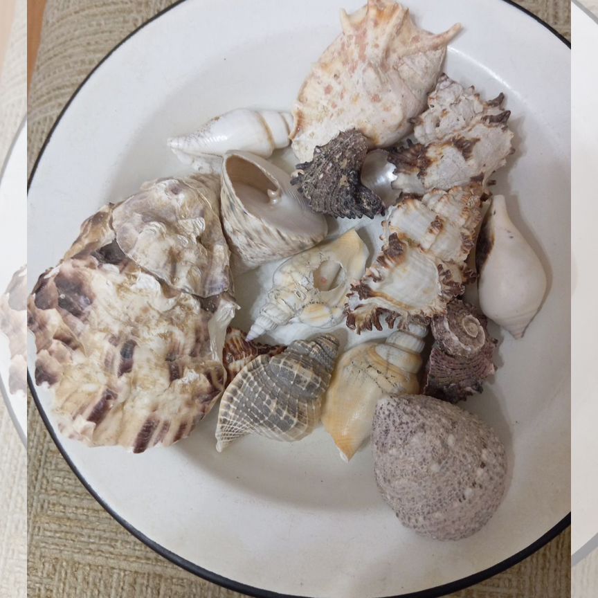 Морские ракушки в аквариум