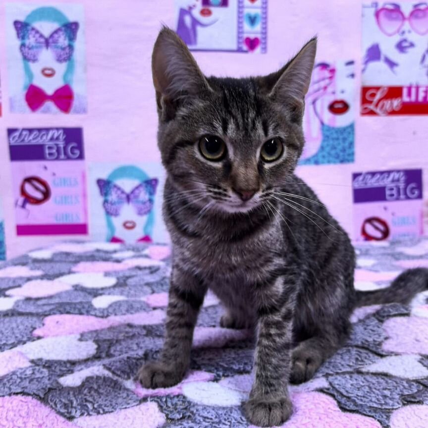 Котенок в добрые руки