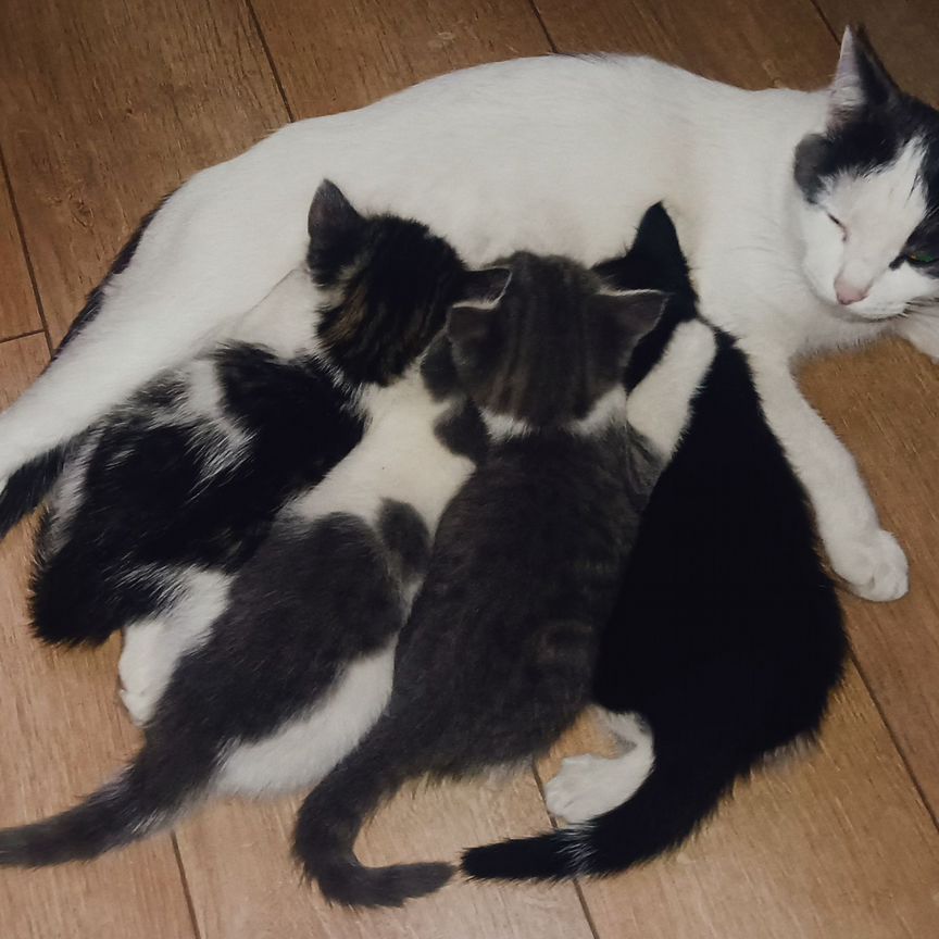Отдам котят в добрые руки