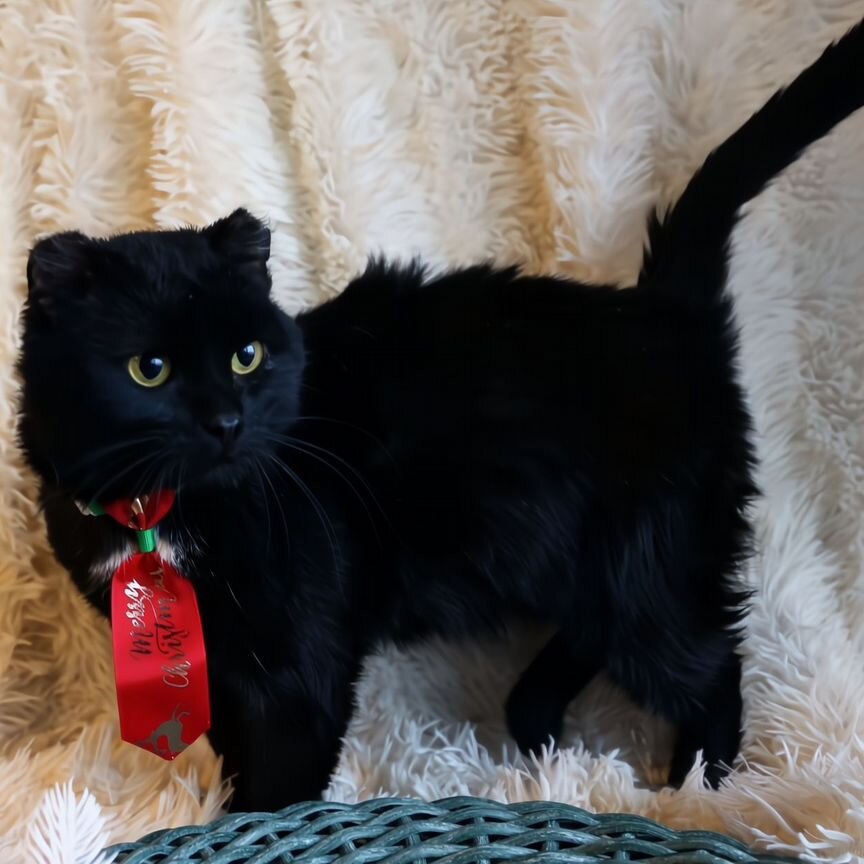 Взрослый кот в добрые руки