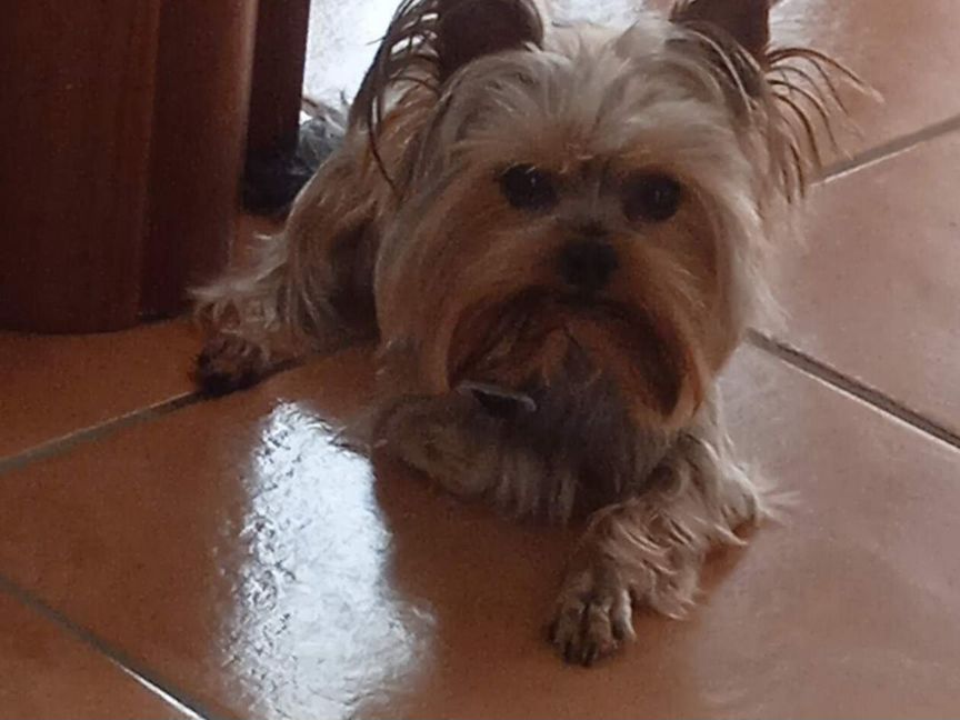 Йоркширский терьер вязка мальчик