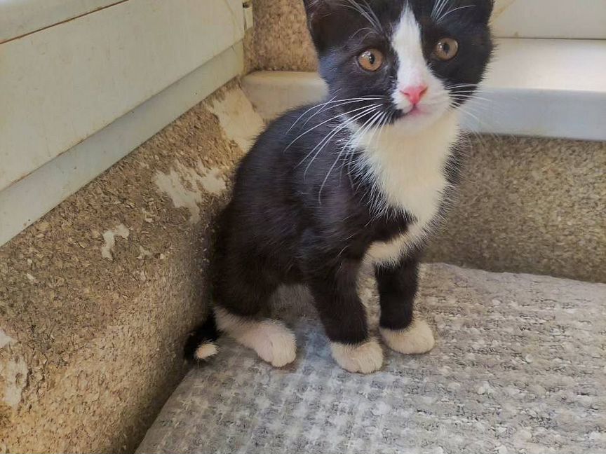 Котята в добрые руки бесплатно