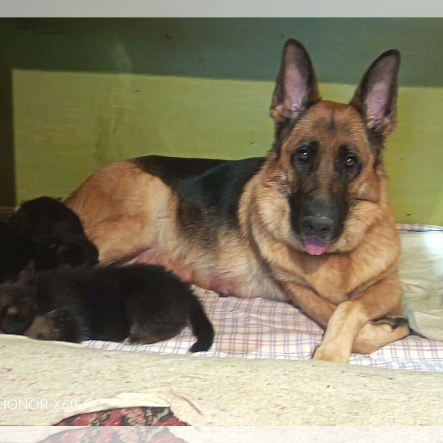 Немецкая овчарка, щенок