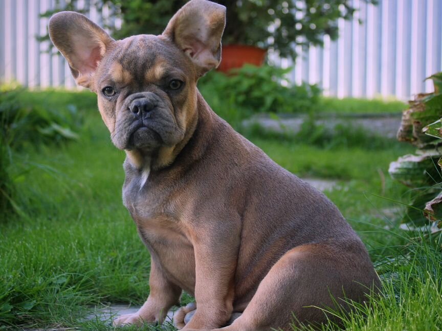 Бомбические мальчики французы. Видео