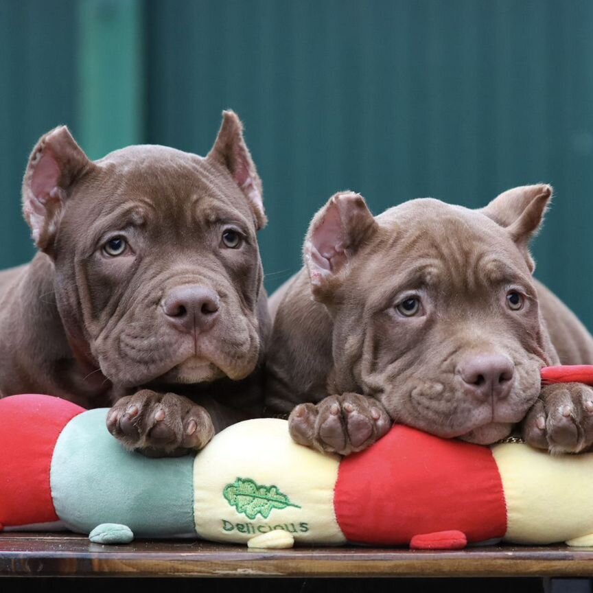 Американский булли покет