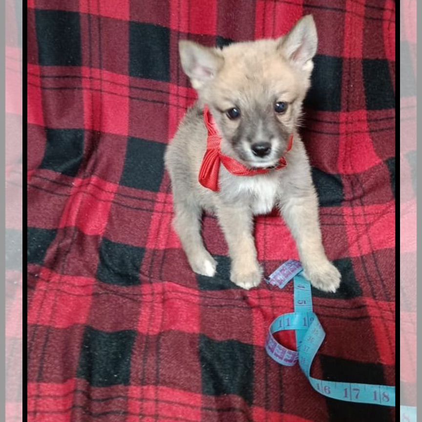 Вельш Корги Кардиган, щенок