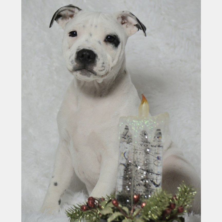 Стаффордширский бультерьер