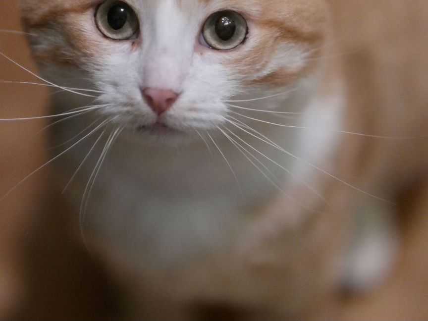 Самый нежный кот Рыжик ждёт семью