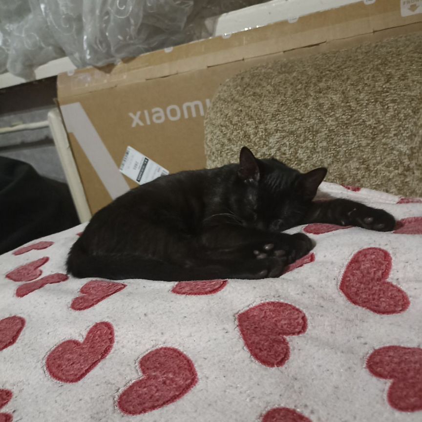 Отдам в добрые руки