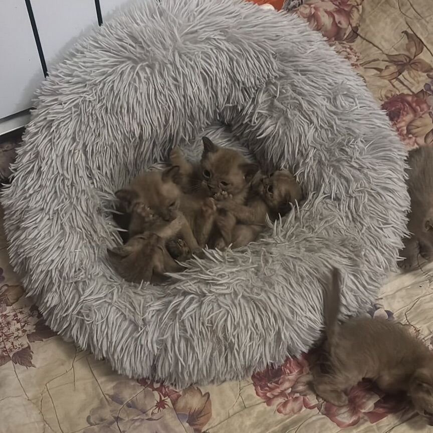 Детки бурмы