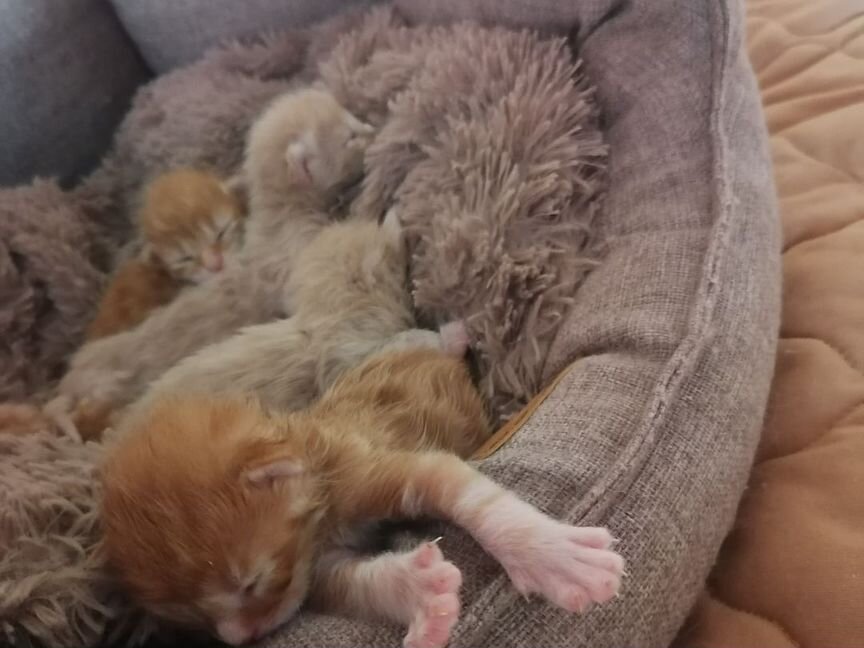 Американский Мейн Кун котята