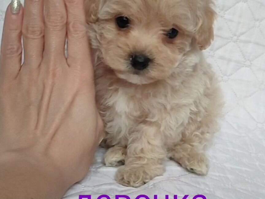 Мальтипу f 1