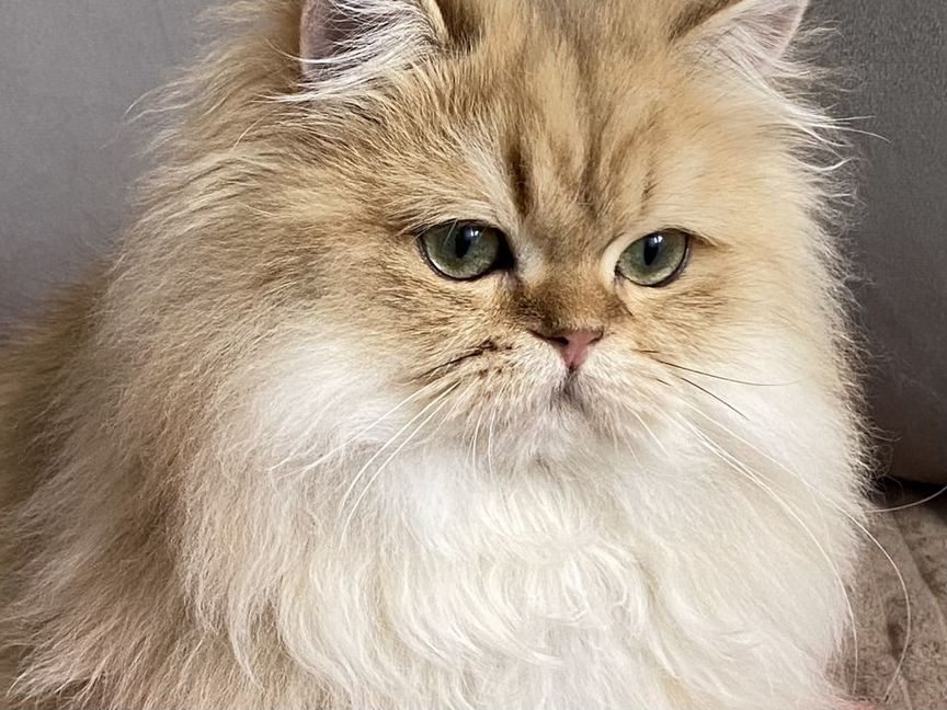 Британские золотые котята