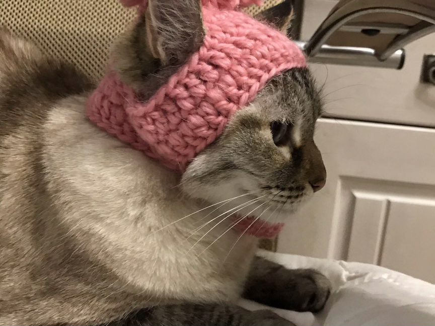 Шапка для котика