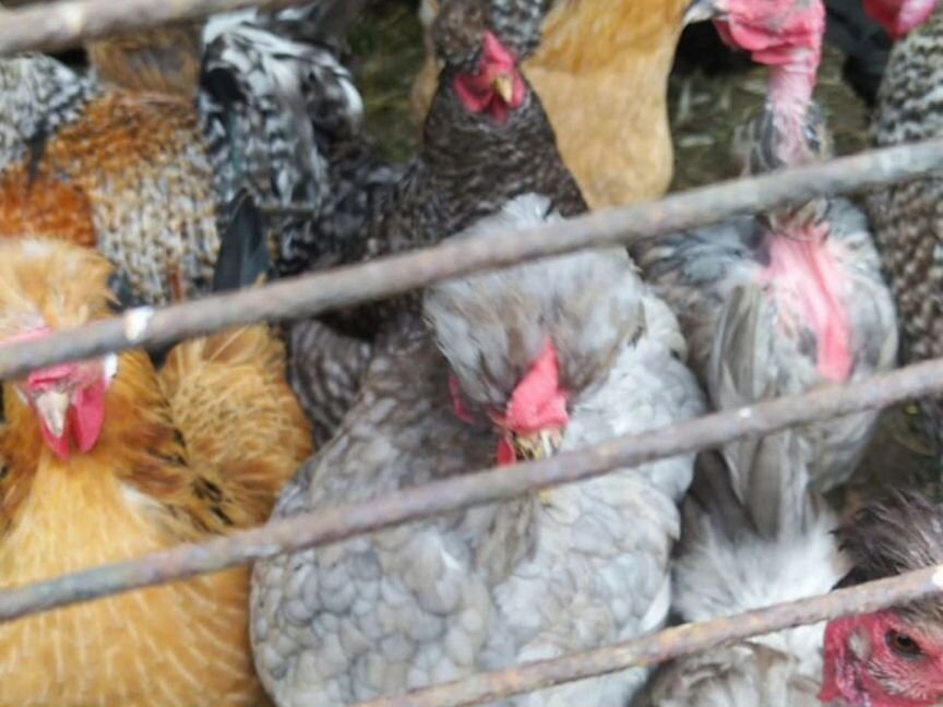 Курочки несушки