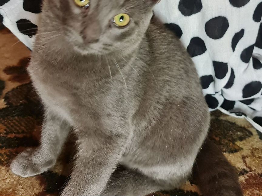 Красивый плюшевый котёнок 4 месяца