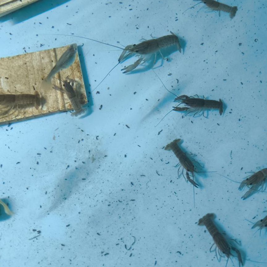 Австралийский красноклешневый рак