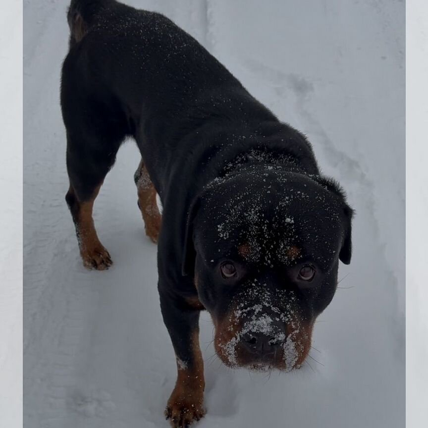 Найдена собака Ротвейлер