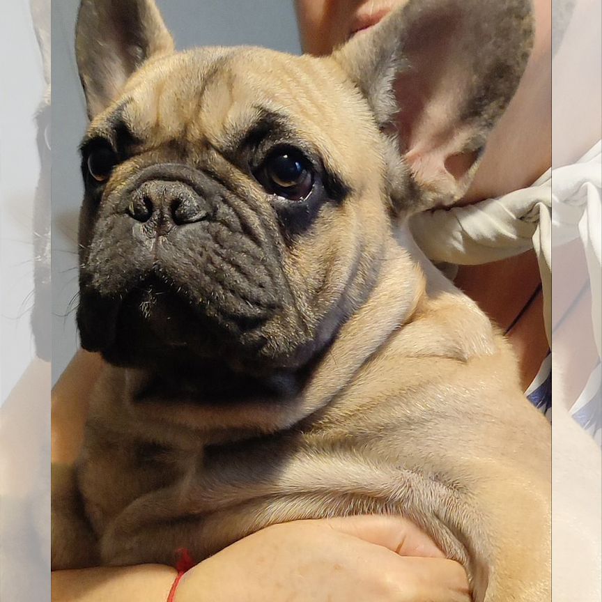 Французский бульдог щенки РКФ