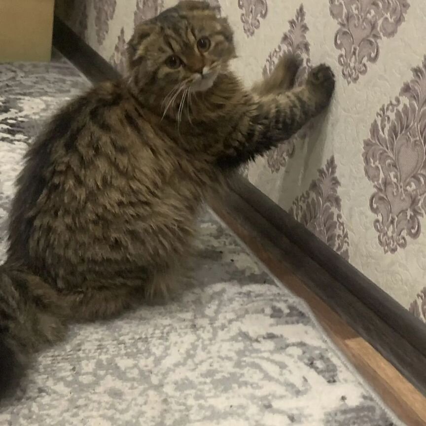 Взрослая, кошка в добрые руки
