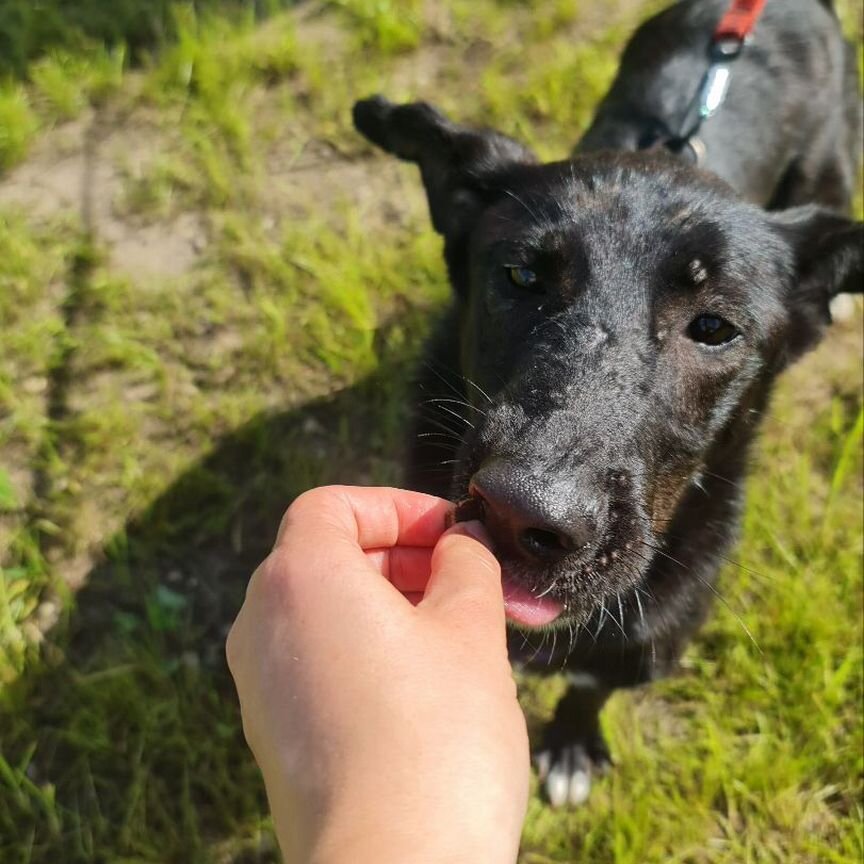 Собака в добрые руки