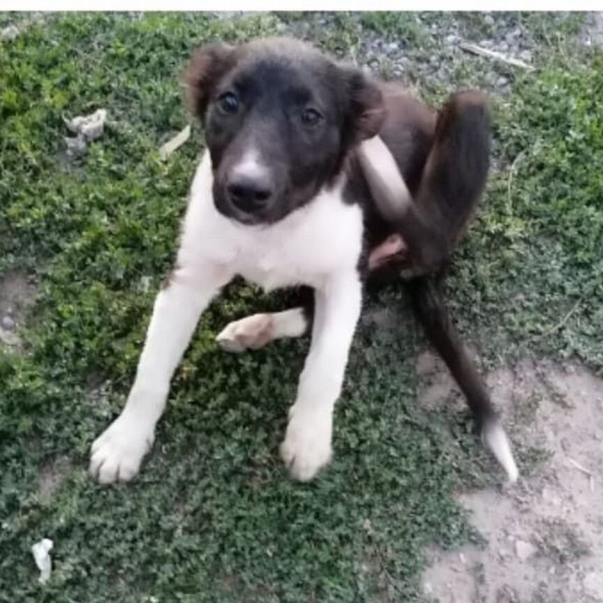 Щенок в добрые руки