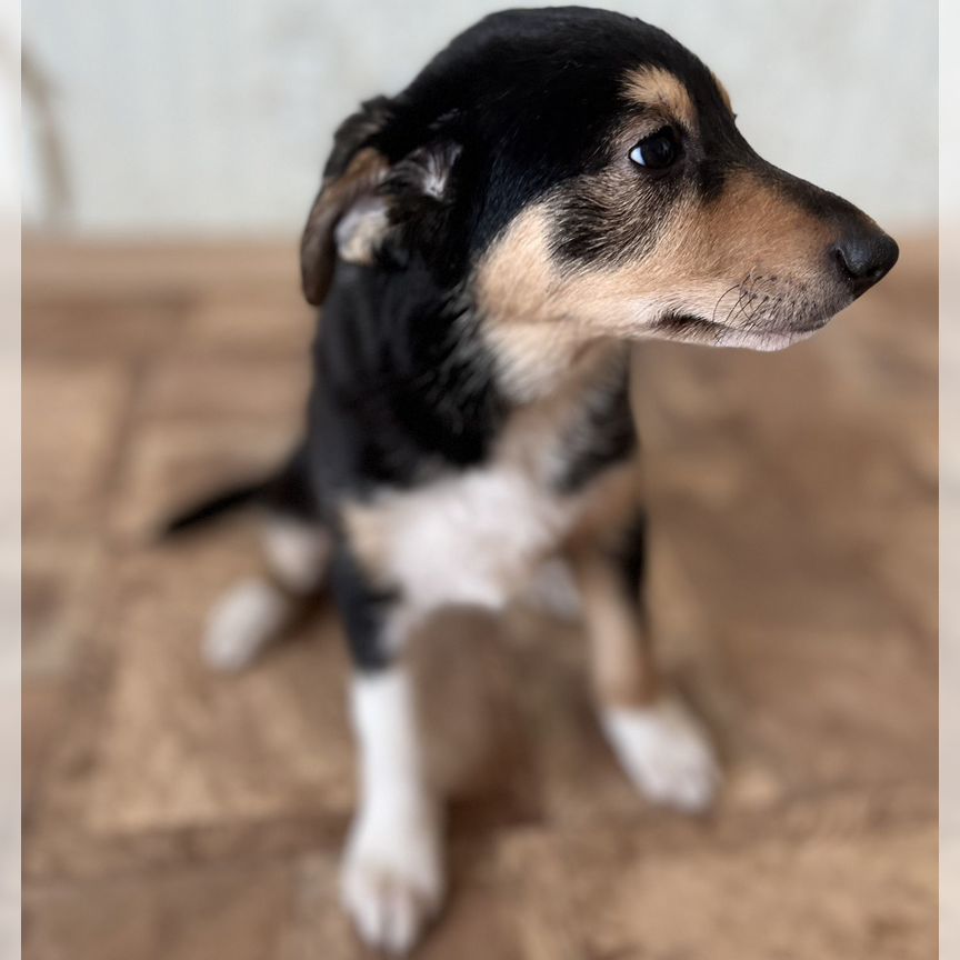 Щенок в добрые руки