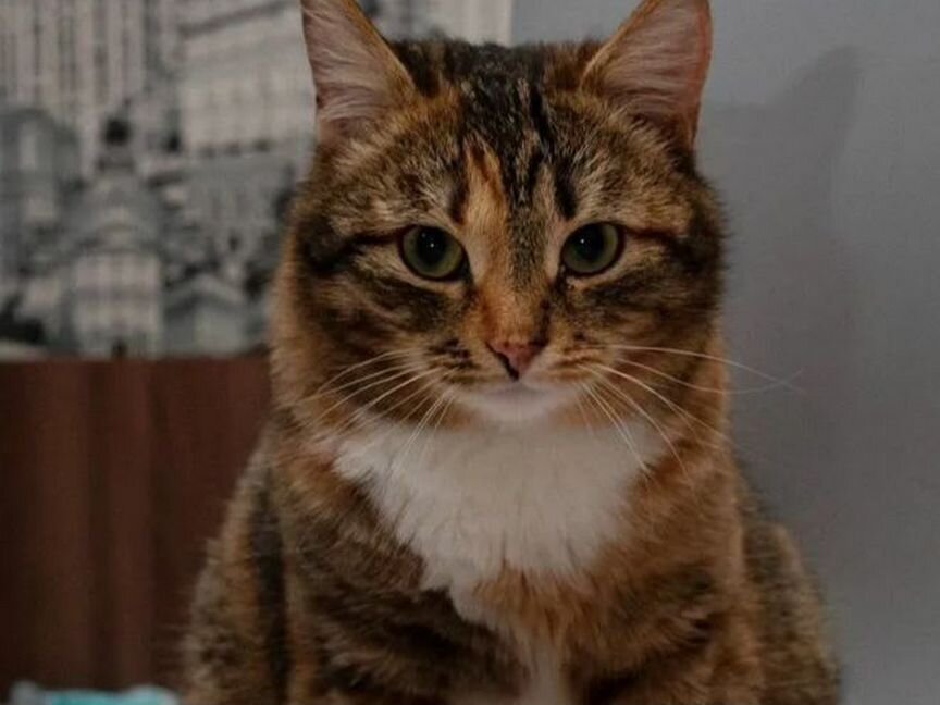 Котенок 7 месяцев девочка